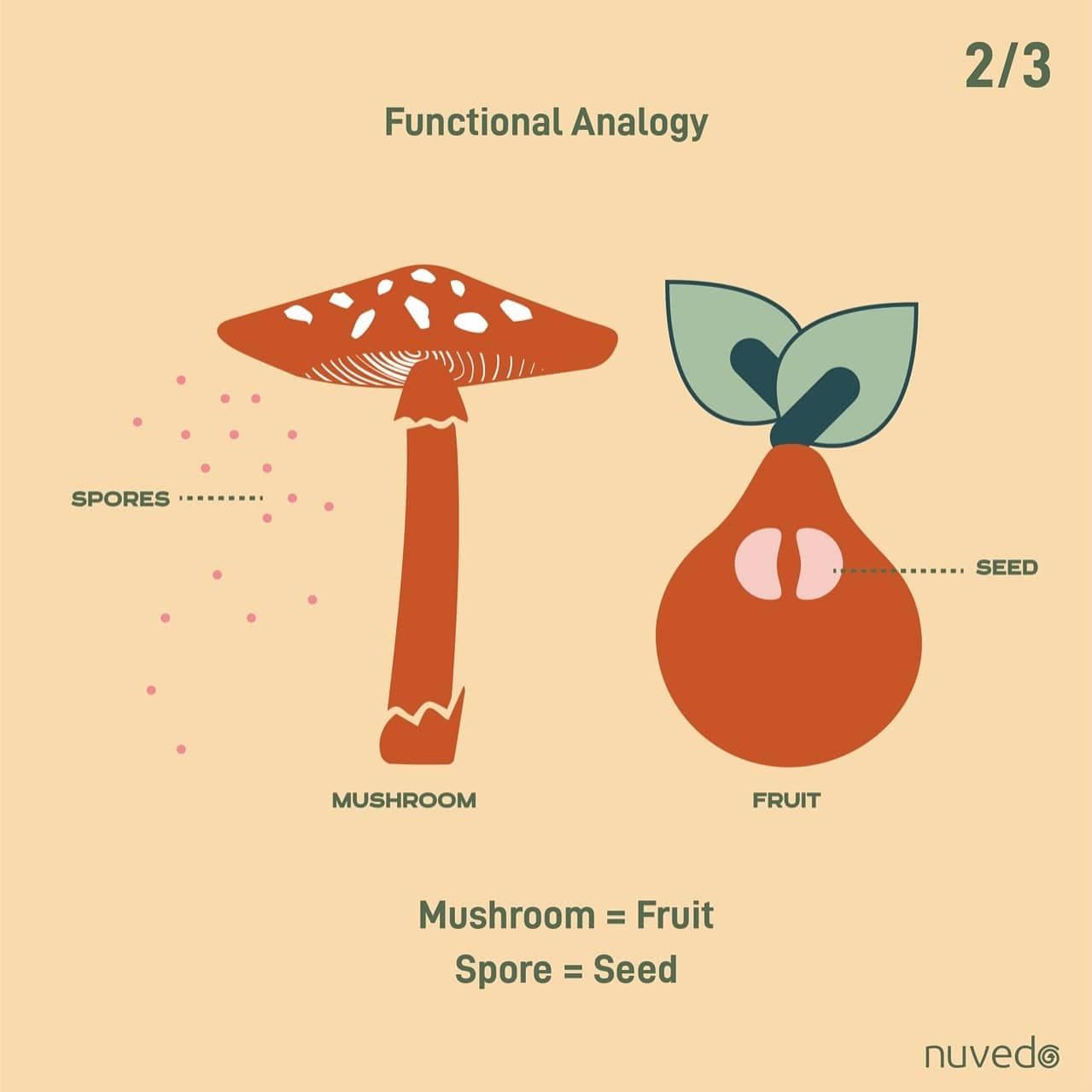 Lifecycle of a Mushroom| Blog