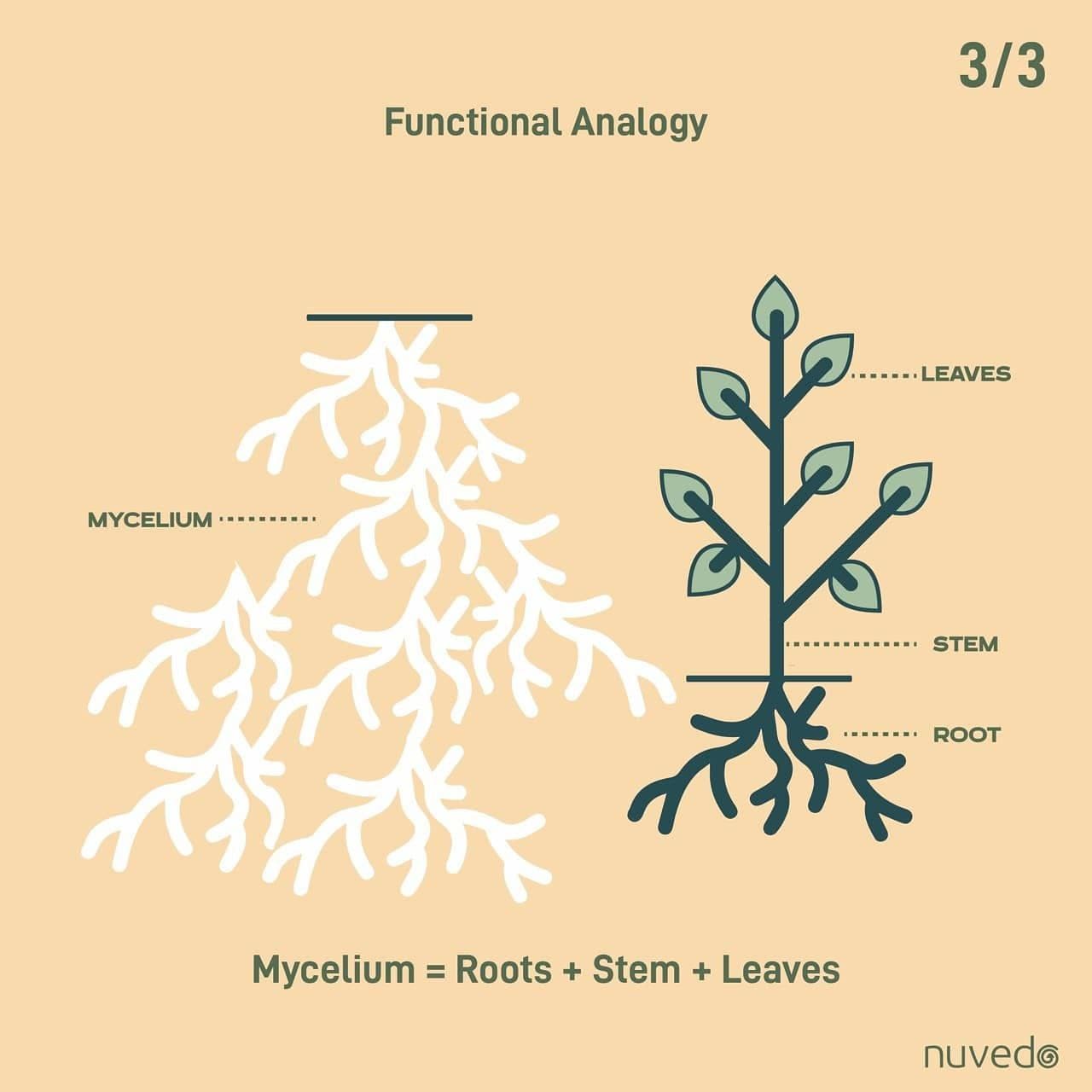 Lifecycle of a Mushroom| Blog
