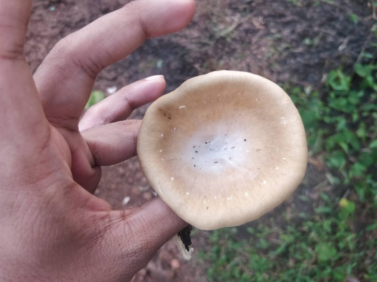 King Tuber Oyster Mushroom: Culinary & Medicinal Uses | Blog