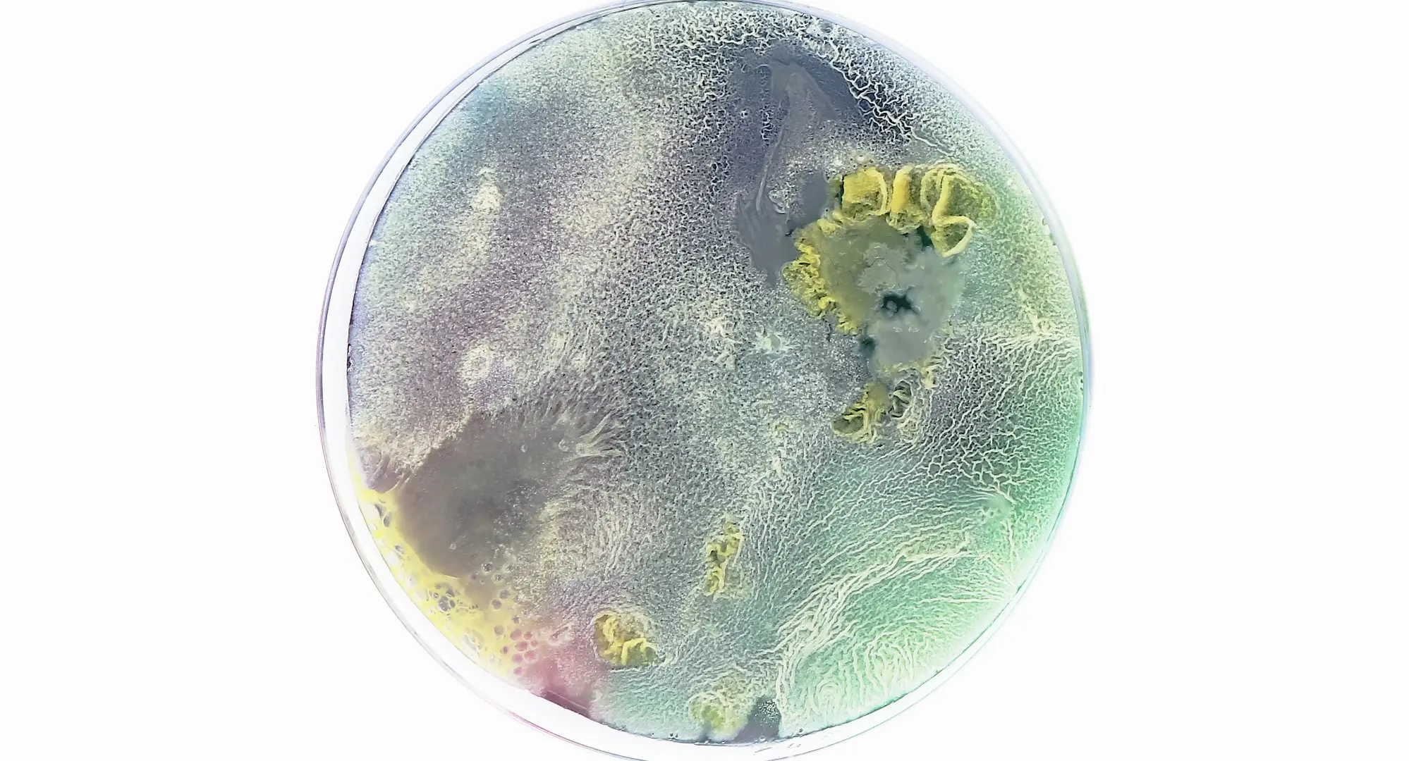 The Role of Women in Mycology: A Tribute | Blog